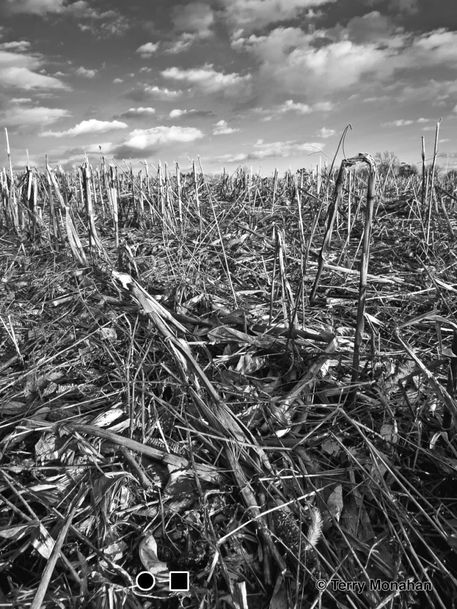 Rural B&W - Terry Monahan Photography